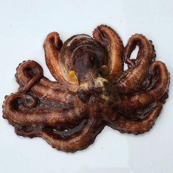 국내산 수산물 전문쇼핑몰 Fishsale